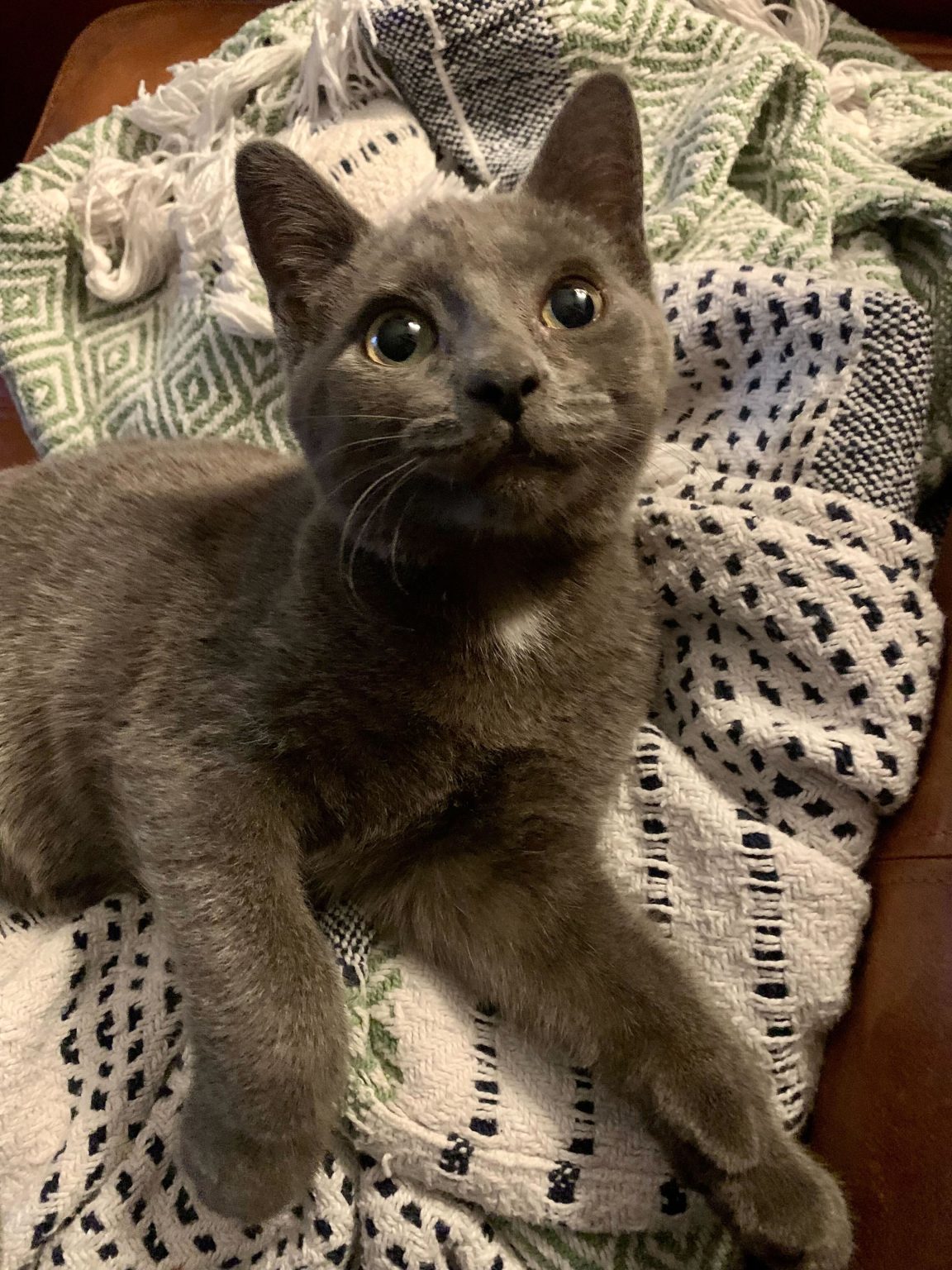 Chammy | Les Aristopattes